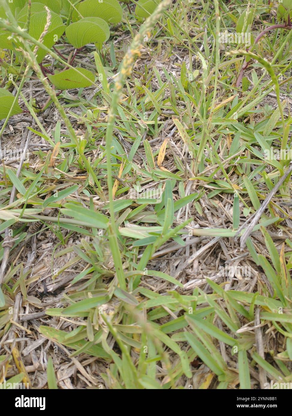 Stenotaphrum hi-res stock photography and images - Alamy