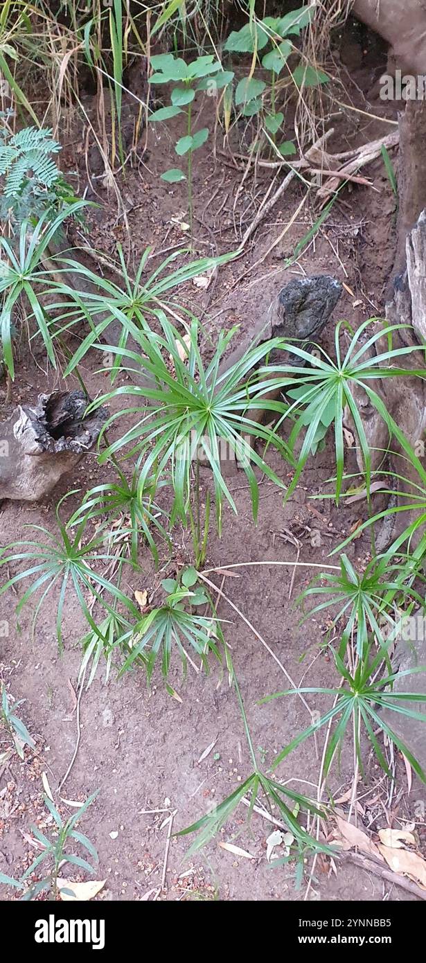 Umbrella papyrus (Cyperus alternifolius flabelliformis Stock Photo - Alamy