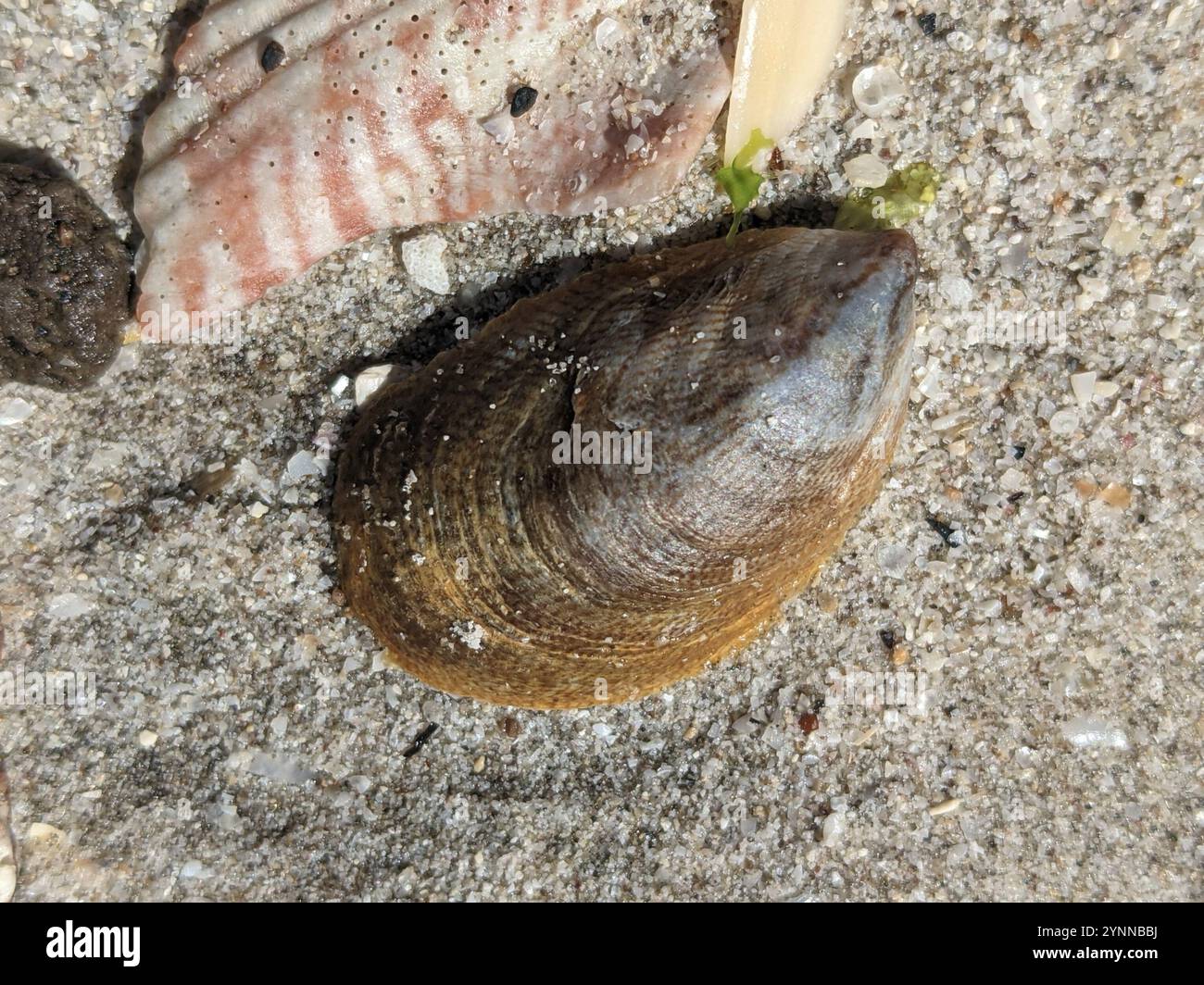 Typical Slippersnails (Crepidula Stock Photo - Alamy