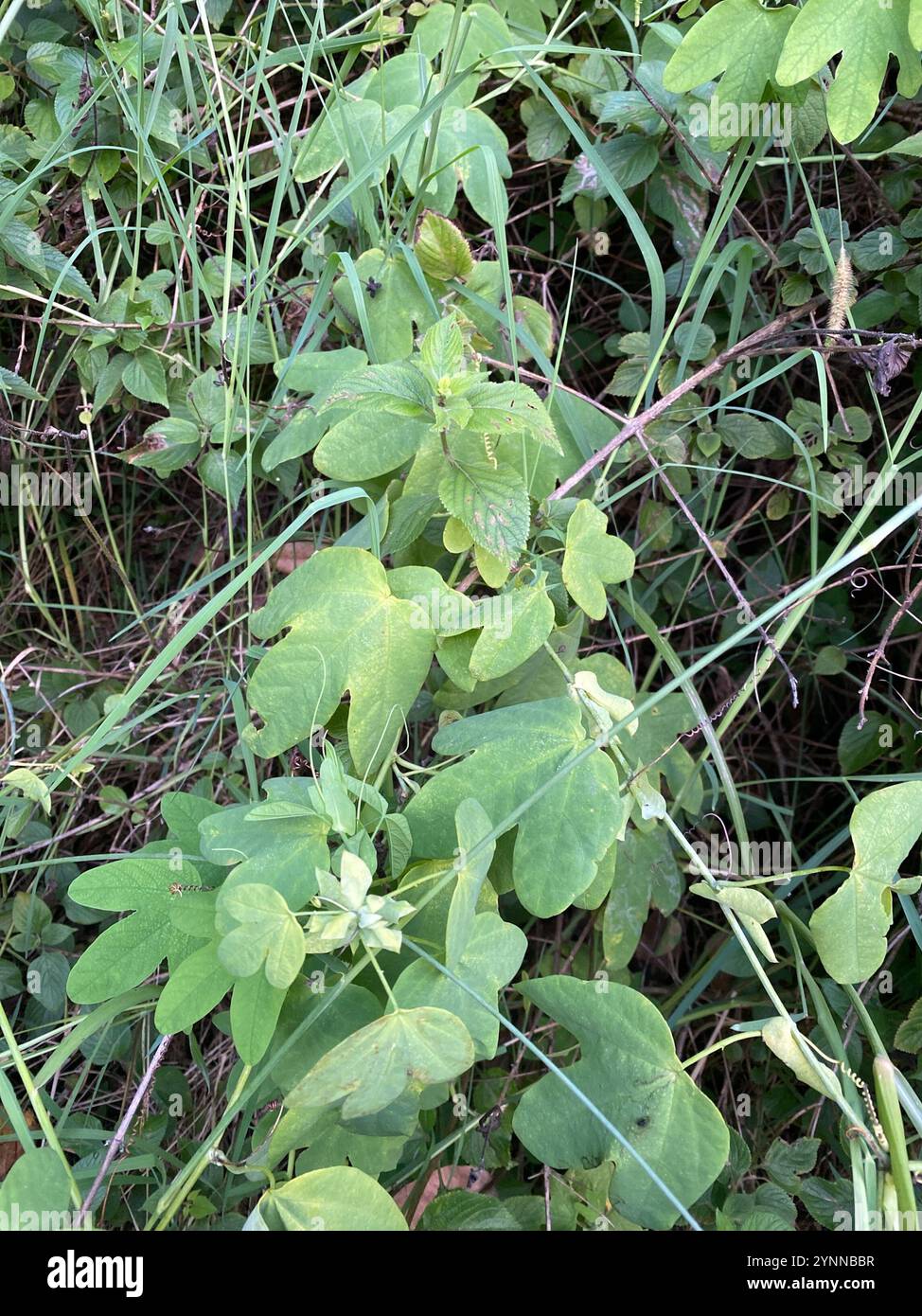 white passionflower (Passiflora subpeltata Stock Photo - Alamy