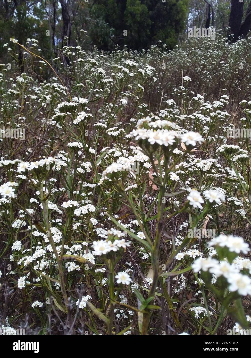 Fire Daisy (Ixodia achillaeoides alata Stock Photo - Alamy