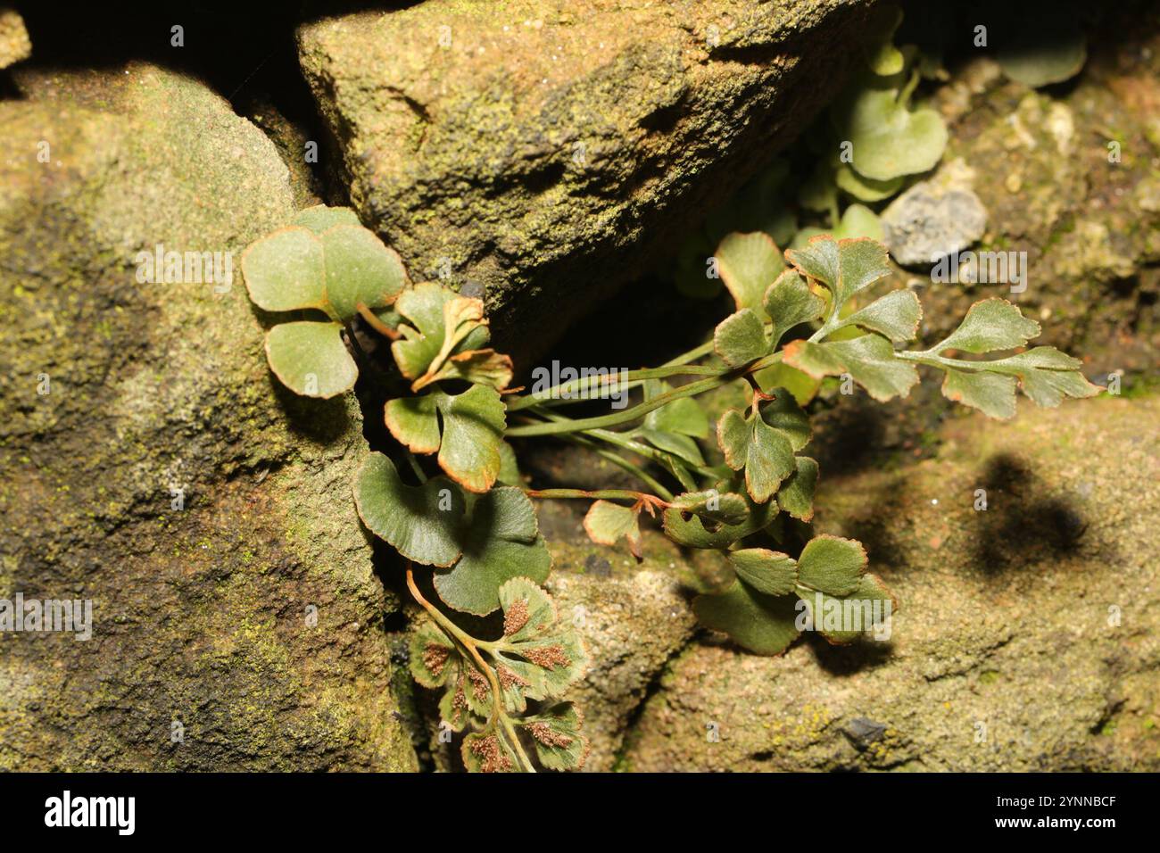 wall-rue (Asplenium ruta-muraria Stock Photo - Alamy