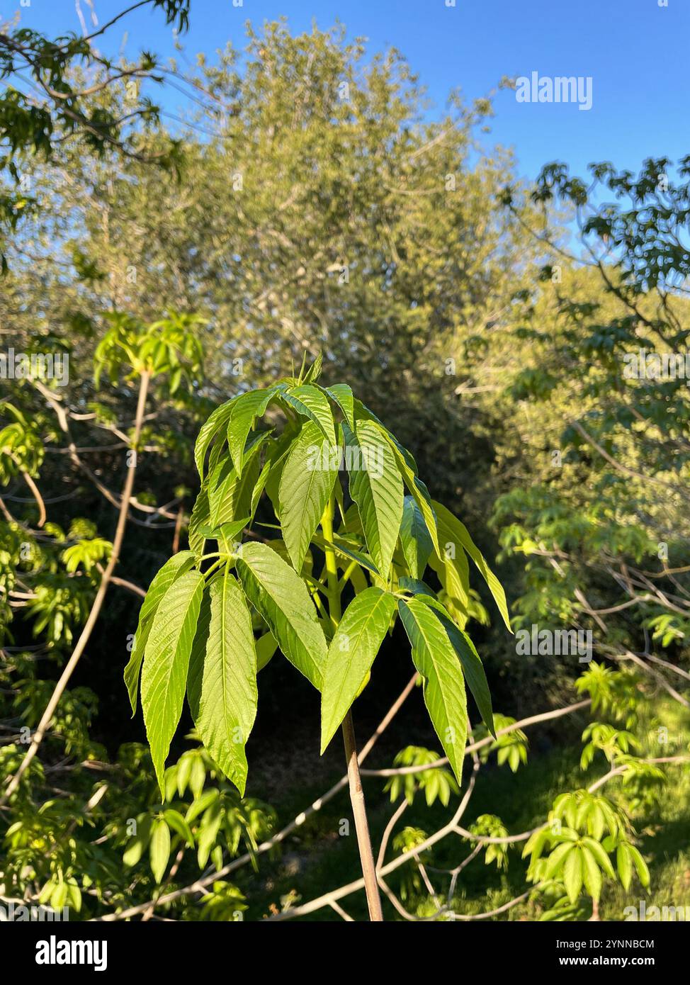 California buckeye (Aesculus californica Stock Photo - Alamy
