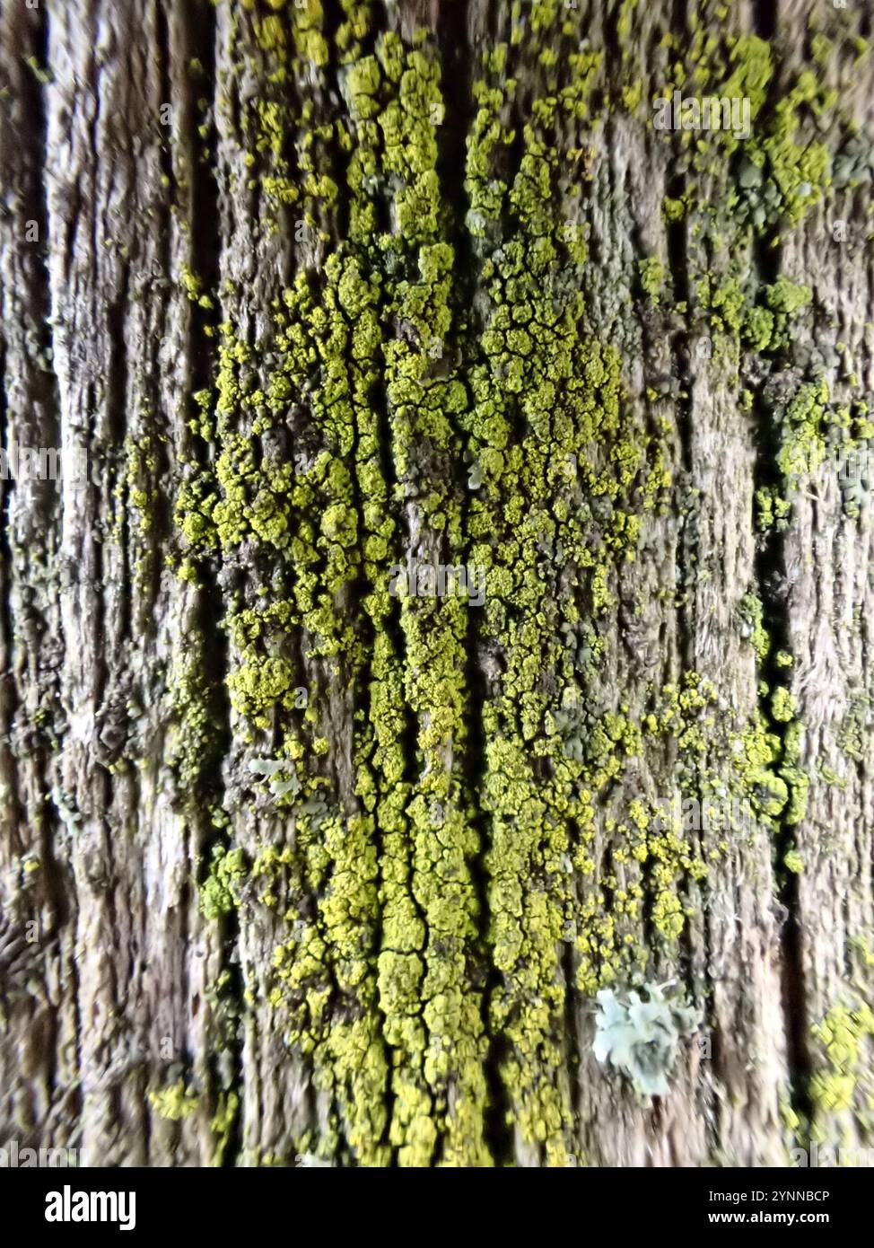 common lichens (Lecanoromycetes Stock Photo - Alamy