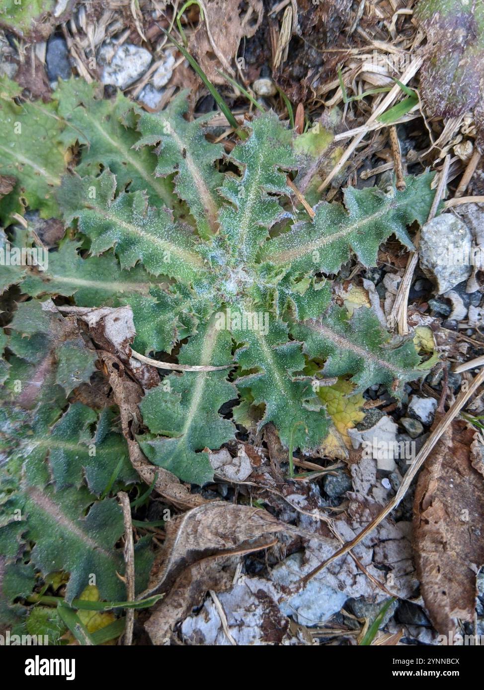 Common Cat's-ear (Hypochaeris radicata Stock Photo - Alamy