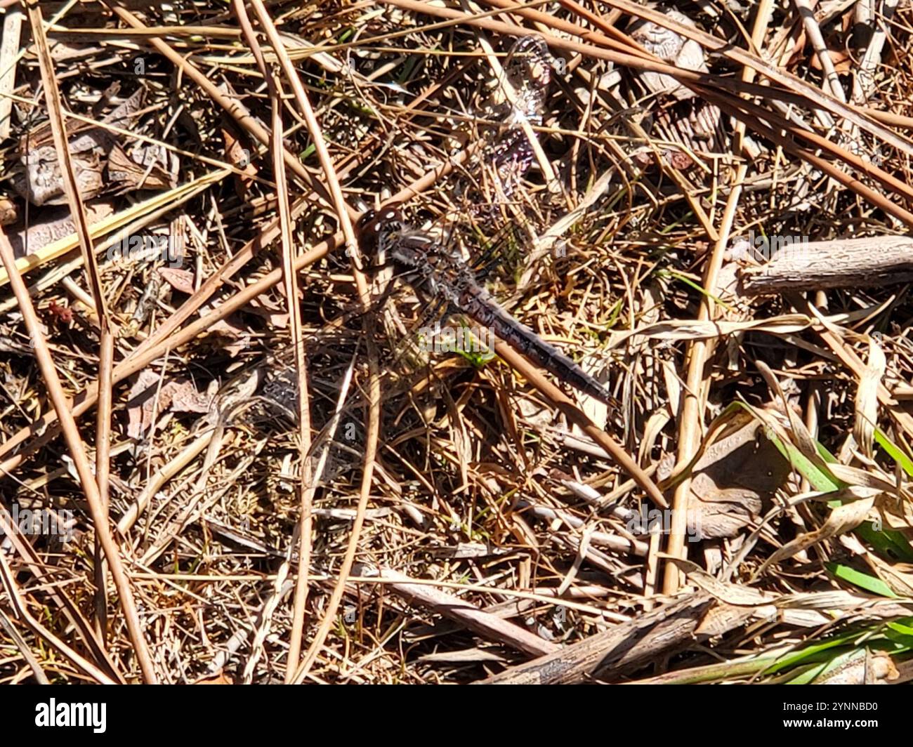 Blue Corporal (Ladona deplanata Stock Photo - Alamy
