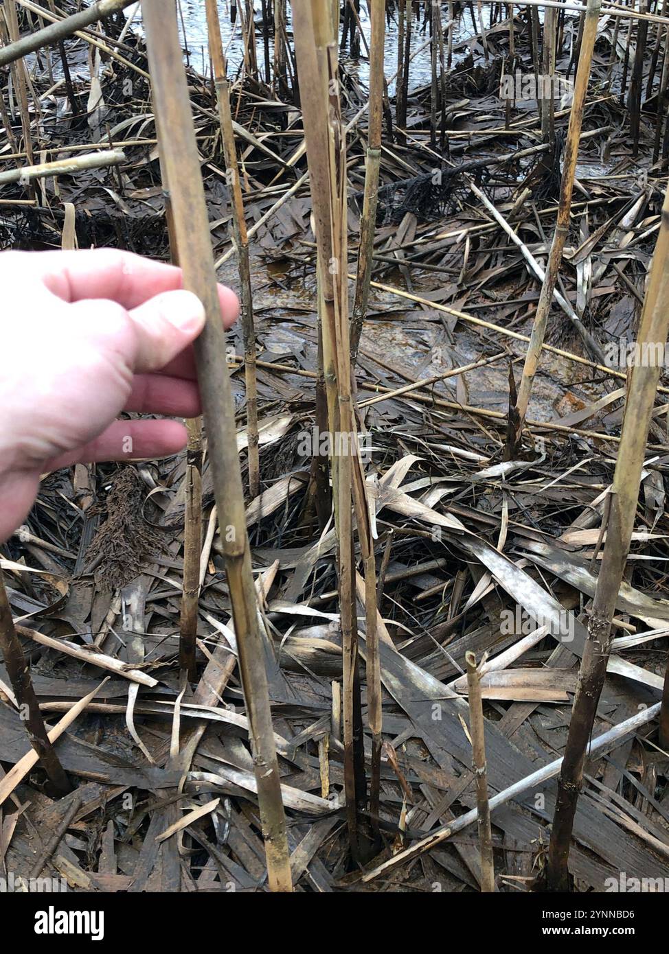 European reed (Phragmites australis australis Stock Photo - Alamy