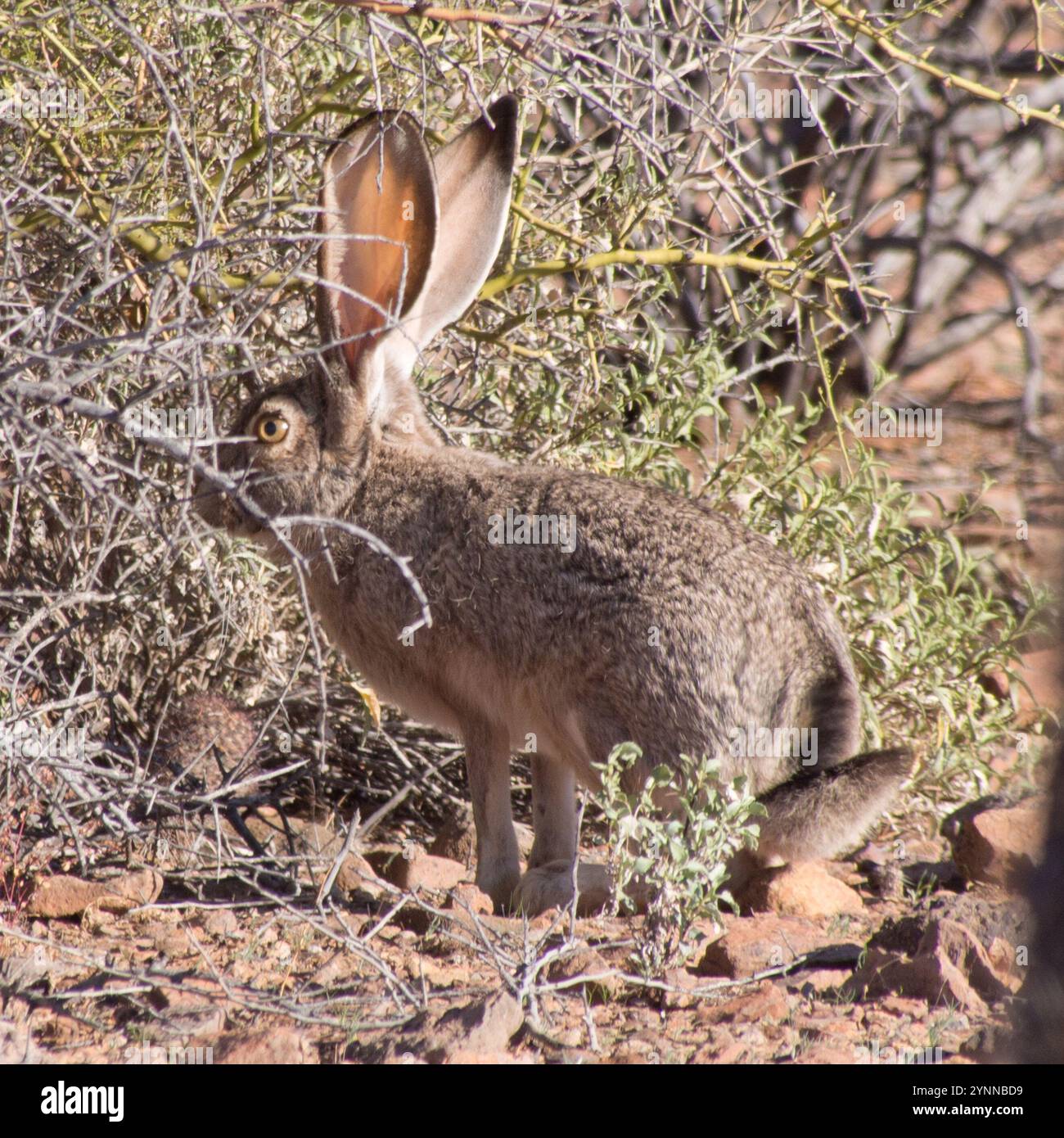 Black-tailed Jackrabbit (Lepus californicus Stock Photo - Alamy