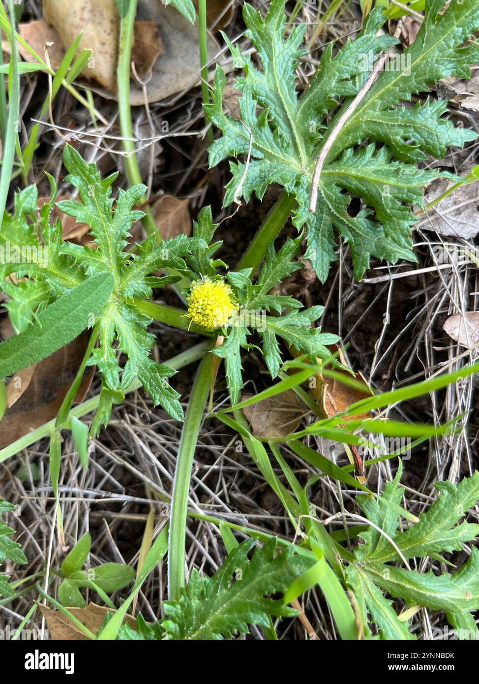 Sharp-toothed Sanicle (Sanicula arguta Stock Photo - Alamy