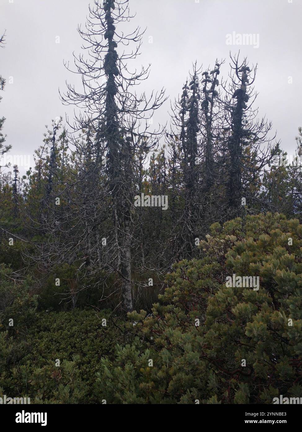 knobcone pine (Pinus attenuata Stock Photo - Alamy