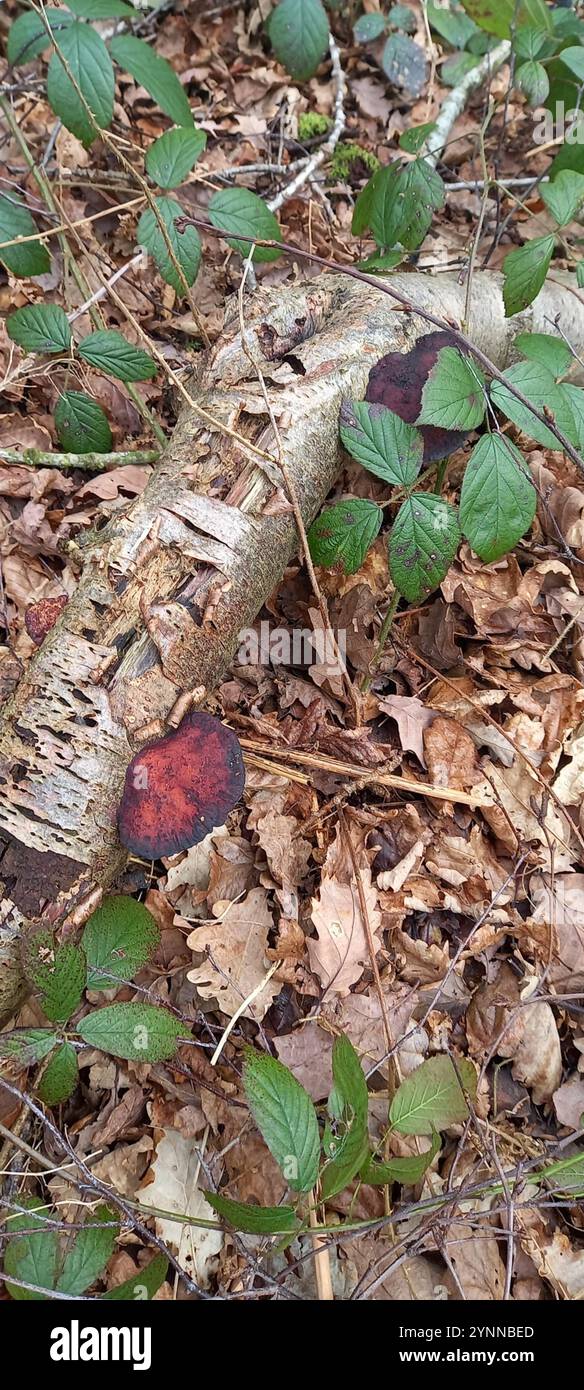 Thin-walled Maze Polypore (Daedaleopsis confragosa Stock Photo - Alamy