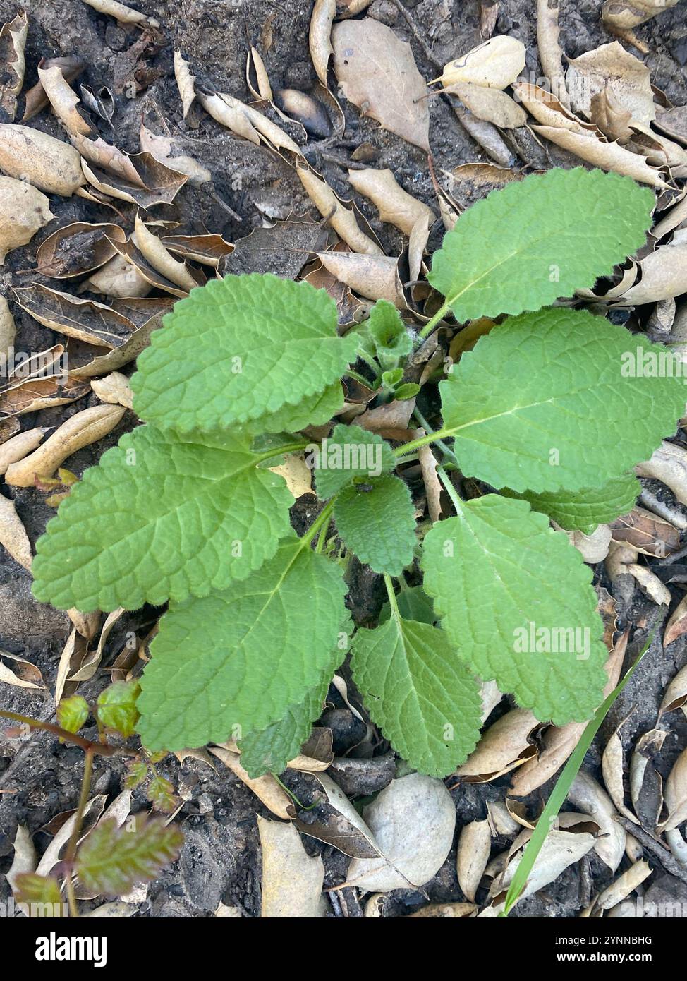 Rough Hedgenettle (Stachys rigida Stock Photo - Alamy