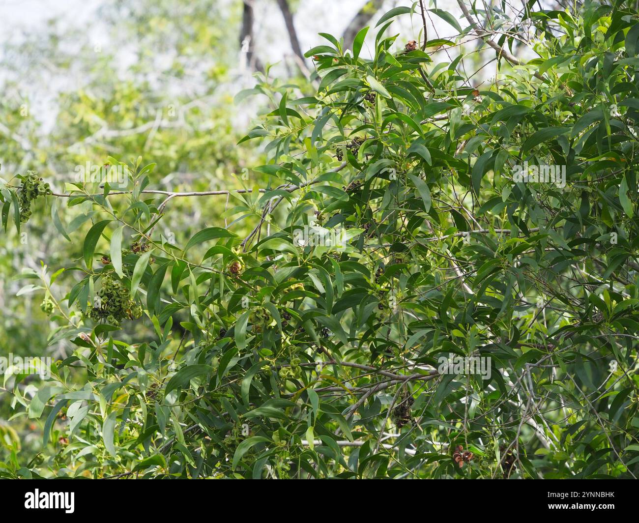 Earpod Wattle (Acacia auriculiformis Stock Photo - Alamy