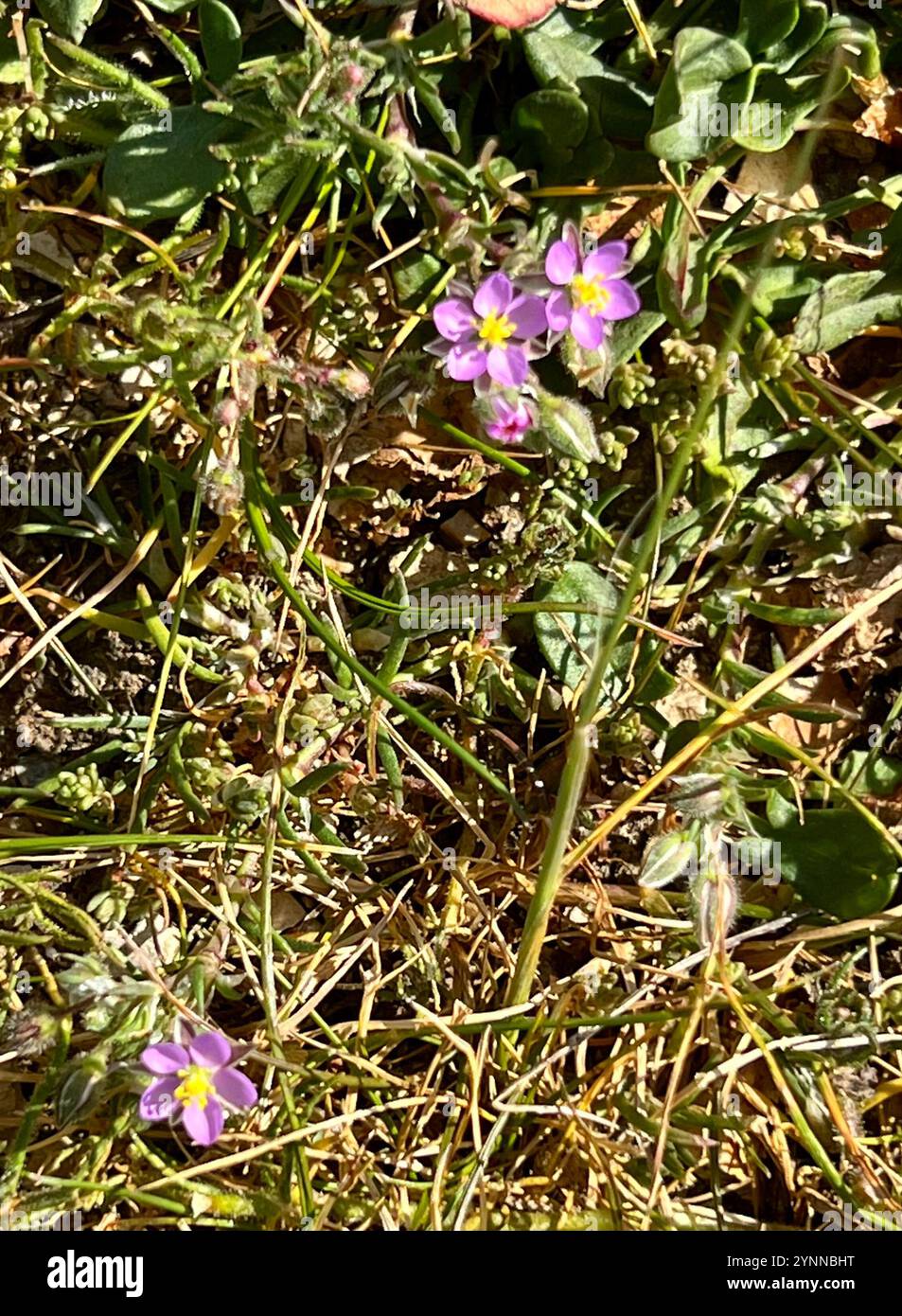 Spergularia rubra hi-res stock photography and images - Alamy