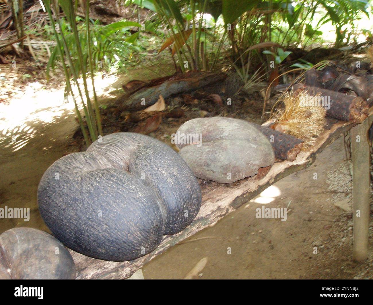 Sea Coconut (Lodoicea maldivica Stock Photo - Alamy