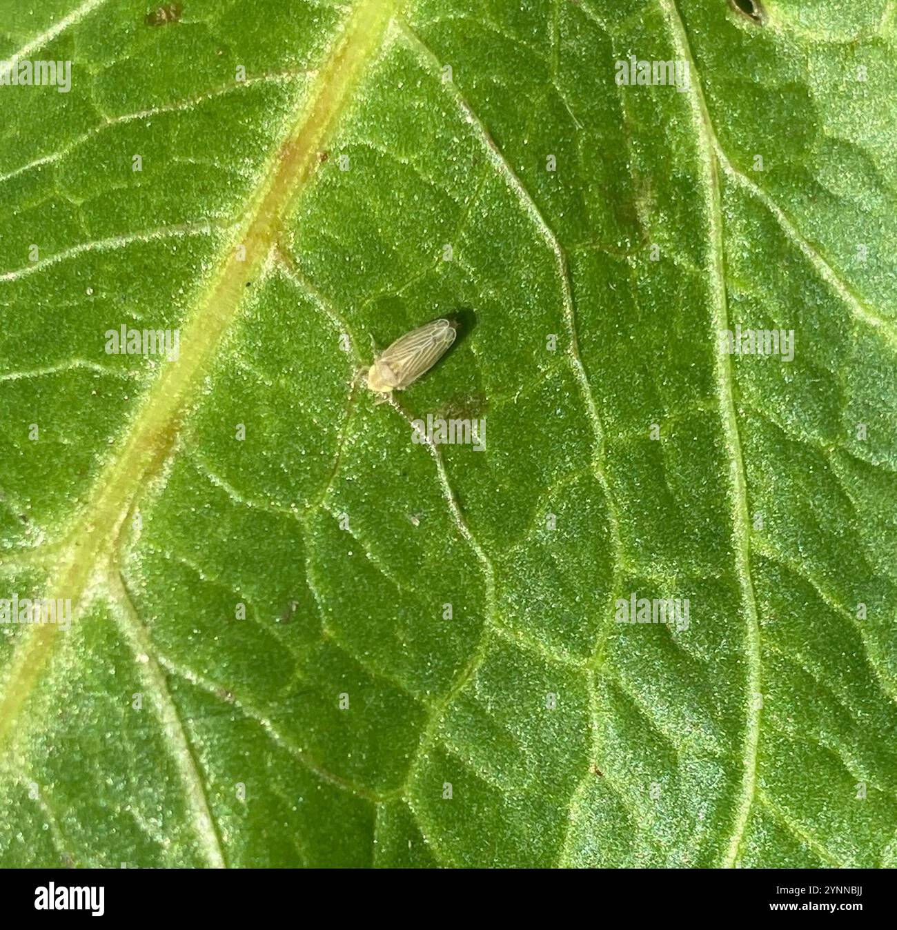 Typical Leafhoppers (Cicadellidae Stock Photo - Alamy