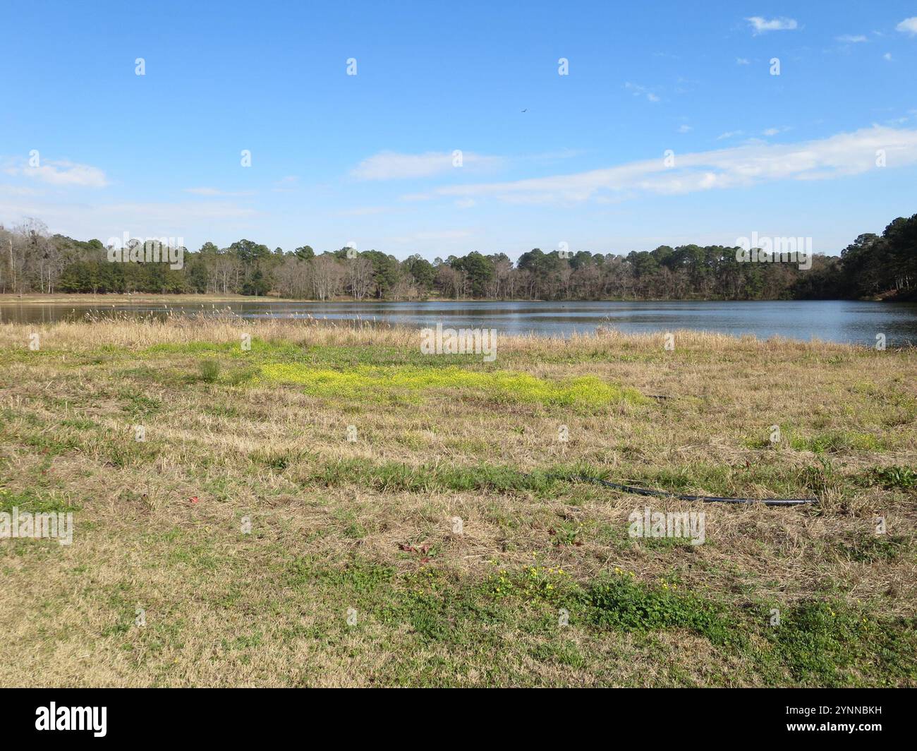 buttercup family (Ranunculaceae Stock Photo - Alamy