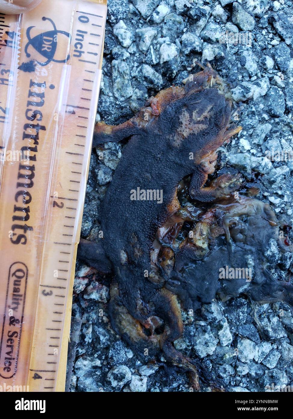 Pacific Newts (Taricha Stock Photo - Alamy