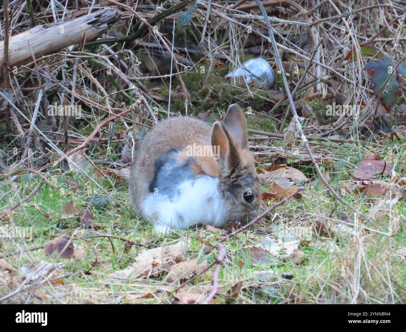 Domestic Rabbit (Oryctolagus cuniculus domesticus Stock Photo - Alamy
