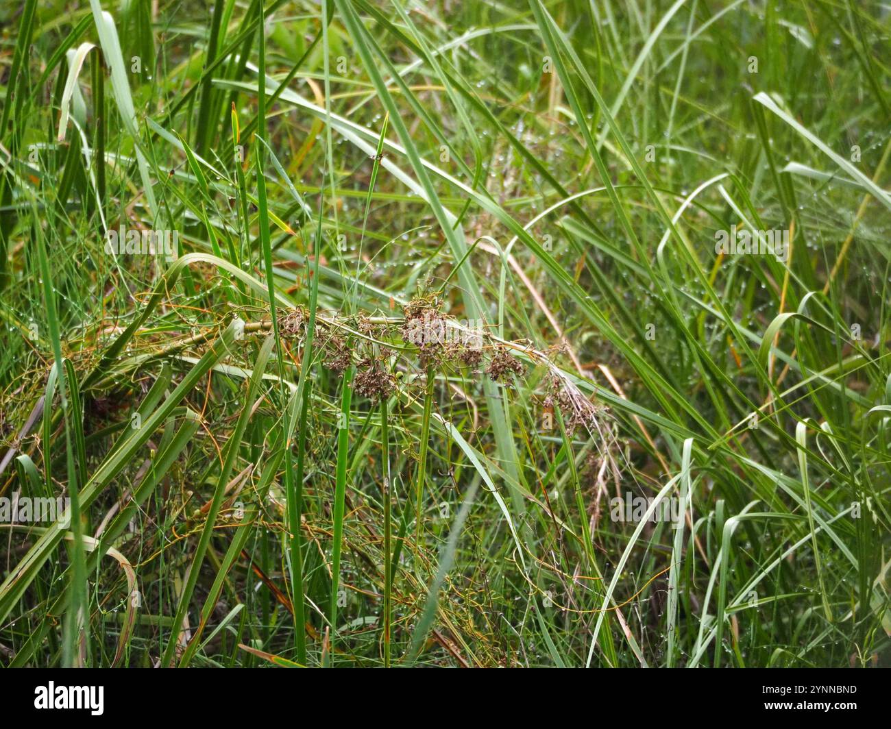 Swamp Sawgrass (Cladium mariscus Stock Photo - Alamy