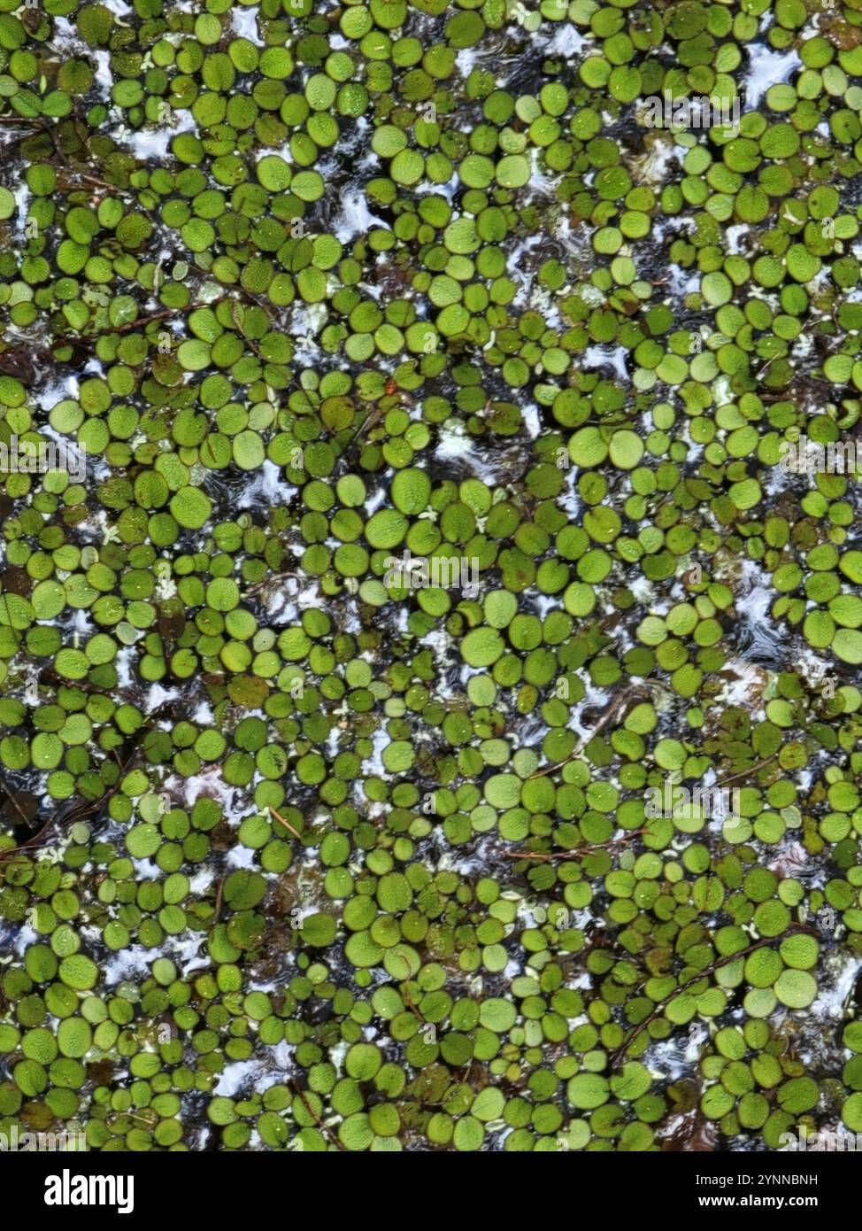 water spangles (Salvinia minima Stock Photo - Alamy