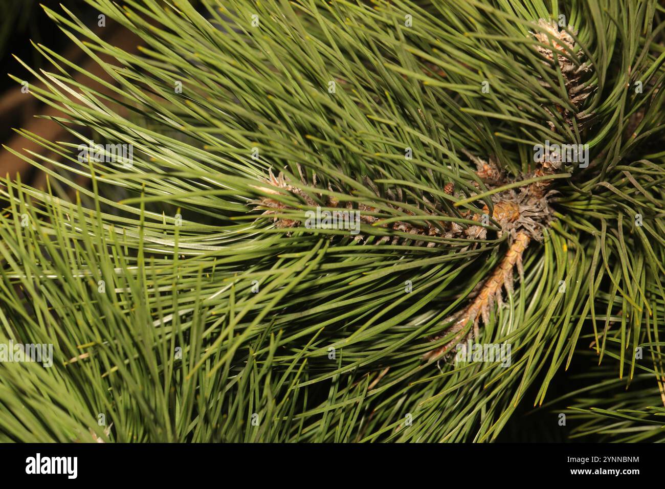 black pine (Pinus nigra Stock Photo - Alamy