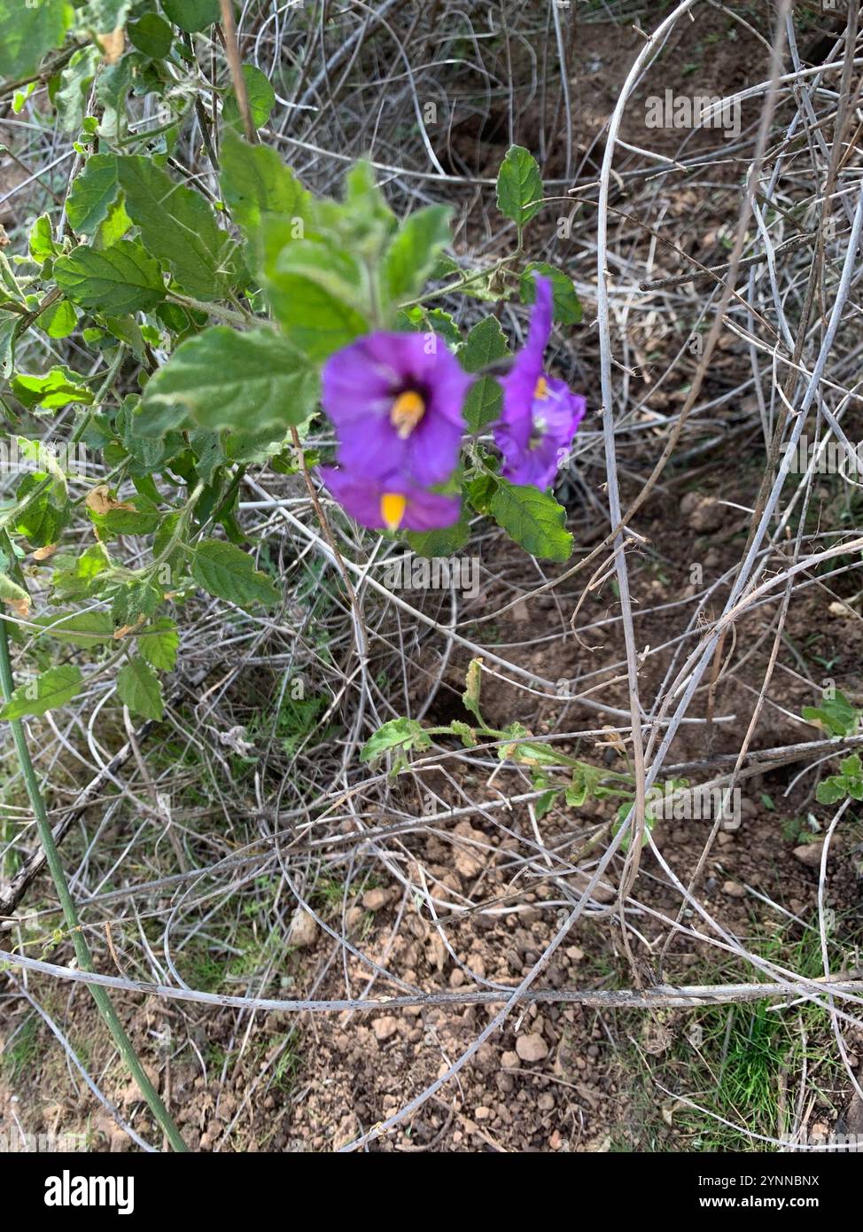 purple nightshade (Solanum xanti Stock Photo - Alamy