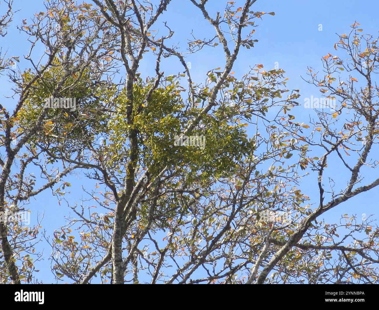 American Mistletoe (Phoradendron leucarpum Stock Photo - Alamy