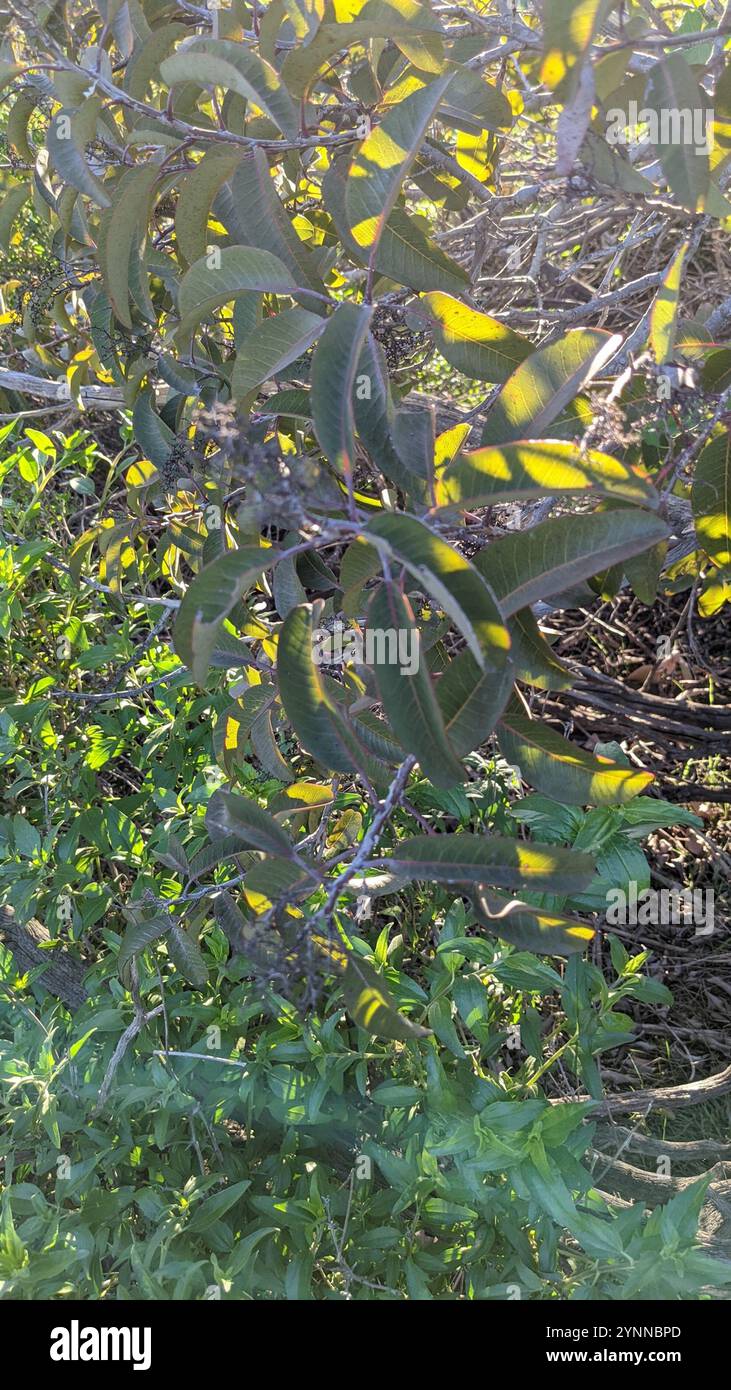 laurel sumac (Malosma laurina Stock Photo - Alamy