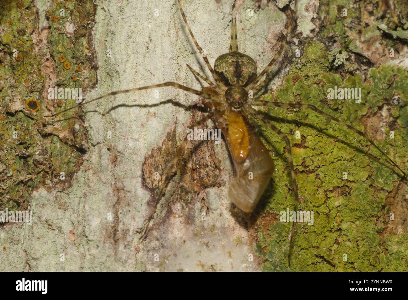 Two-tailed Spiders (Hersiliidae Stock Photo - Alamy