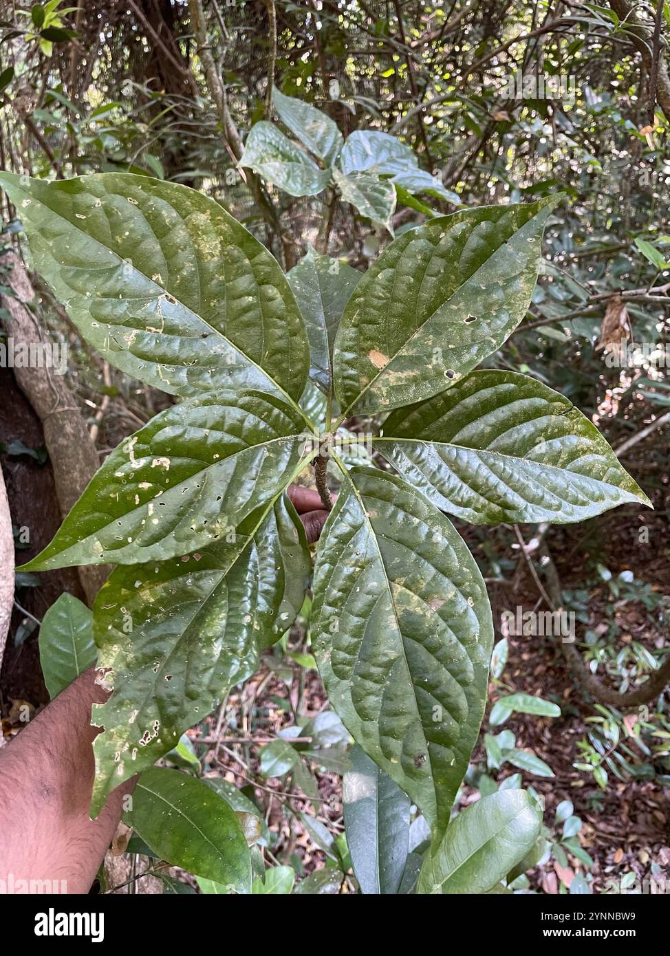 Fetid holly (Mappia nimmoniana Stock Photo - Alamy