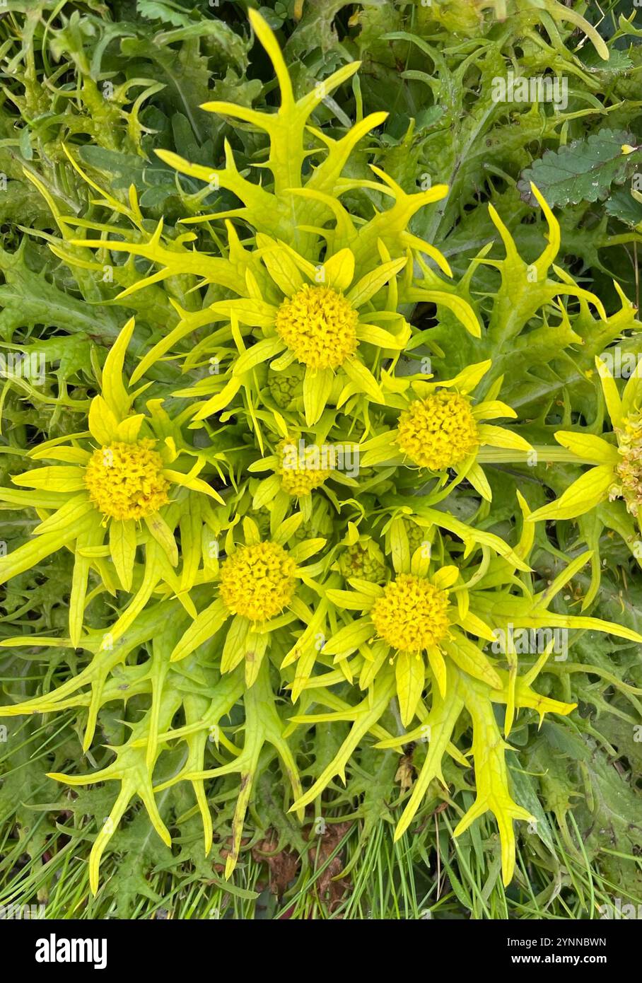 Footsteps of spring (Sanicula arctopoides Stock Photo - Alamy