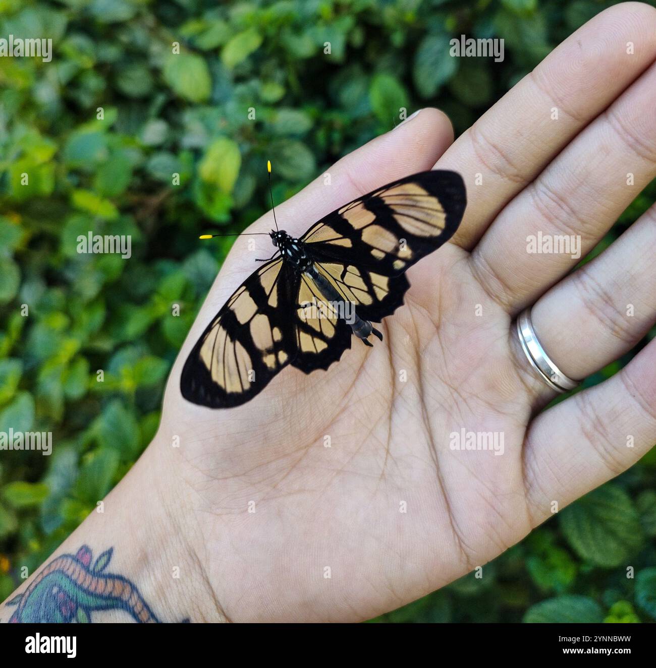 Clearwing Mimic-Queen (Lycorea ilione Stock Photo - Alamy