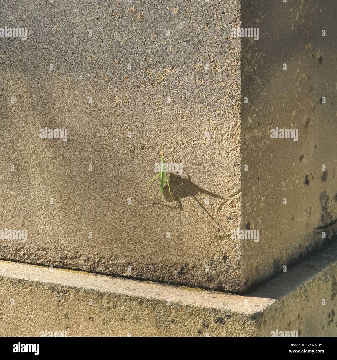 Giant Green Slantface (Acrida conica Stock Photo - Alamy