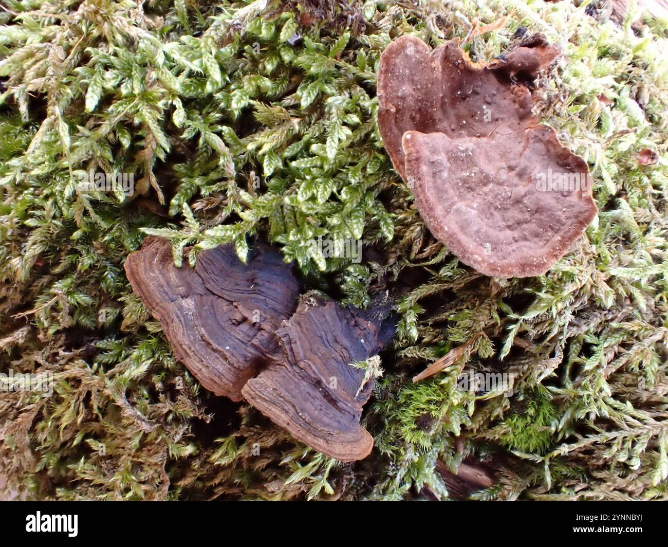 Oak Curtain Crust Fungus (Hymenochaete rubiginosa Stock Photo - Alamy