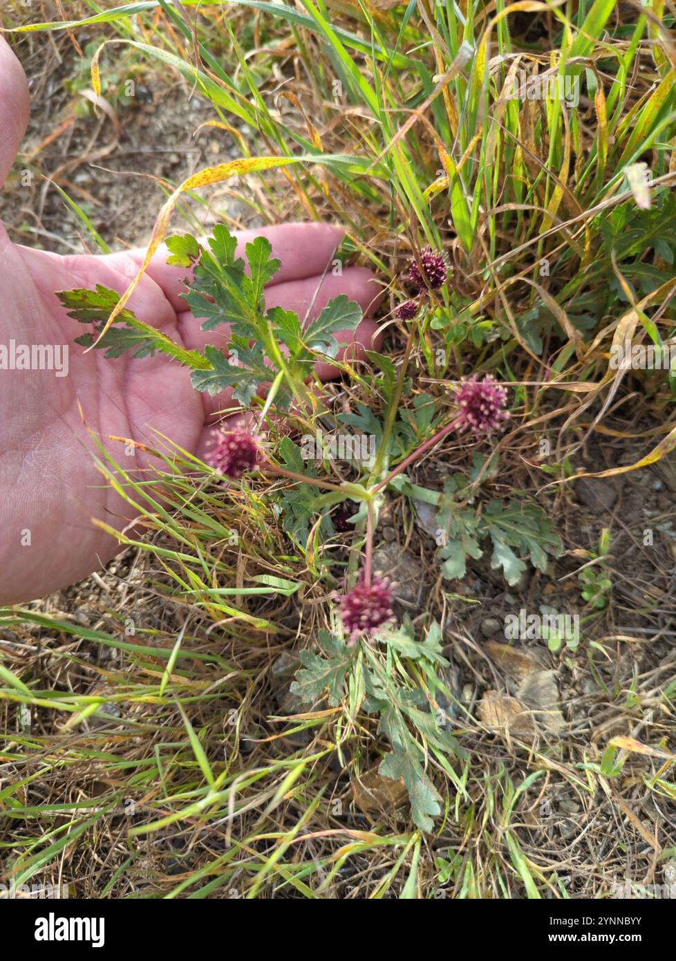 Purple Sanicle (Sanicula bipinnatifida Stock Photo - Alamy