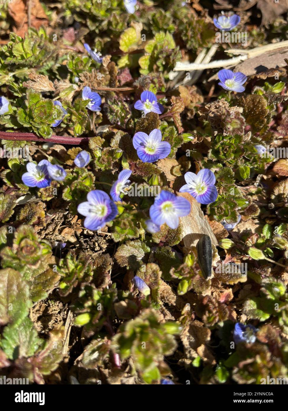 bird's-eye speedwell (Veronica persica Stock Photo - Alamy