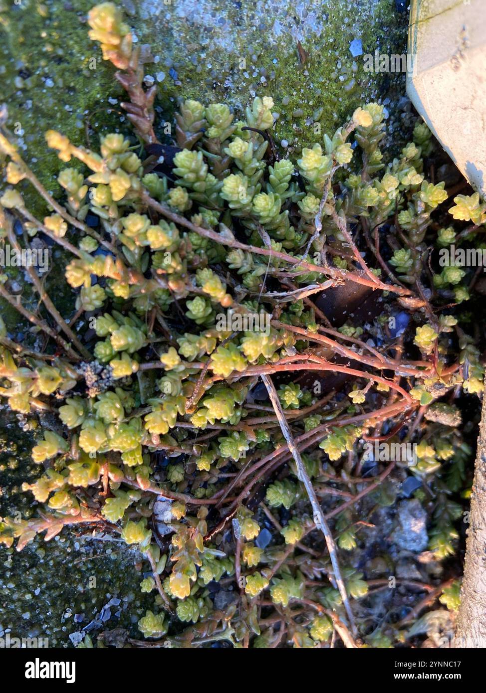 Biting Stonecrop (Sedum acre Stock Photo - Alamy