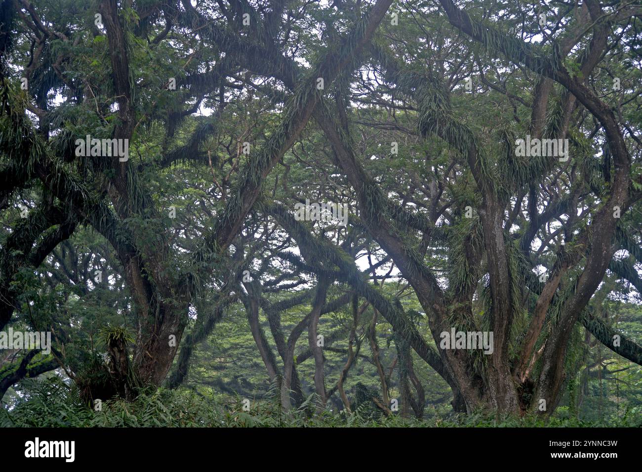Banyuwangi, East Java, Indonesia. 24th Nov, 2024. Tourists enjoy the ...