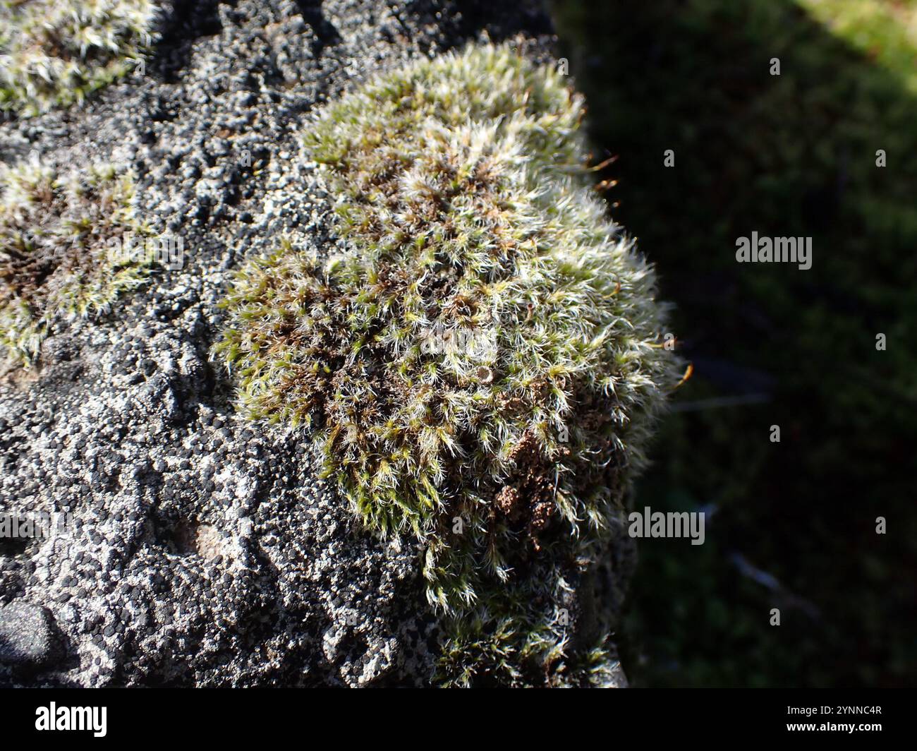 Woolly Fringe-moss (Racomitrium lanuginosum Stock Photo - Alamy