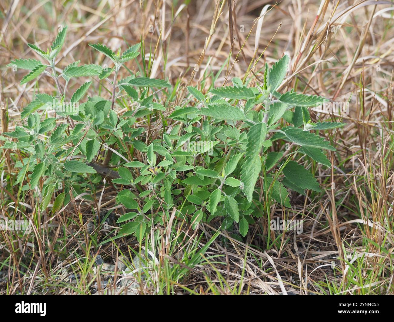 Common Bluebeard (Caryopteris incana Stock Photo - Alamy