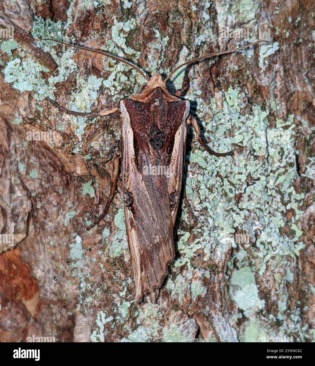 Dot-and-Dash Swordgrass Moth (Xylena curvimacula Stock Photo - Alamy