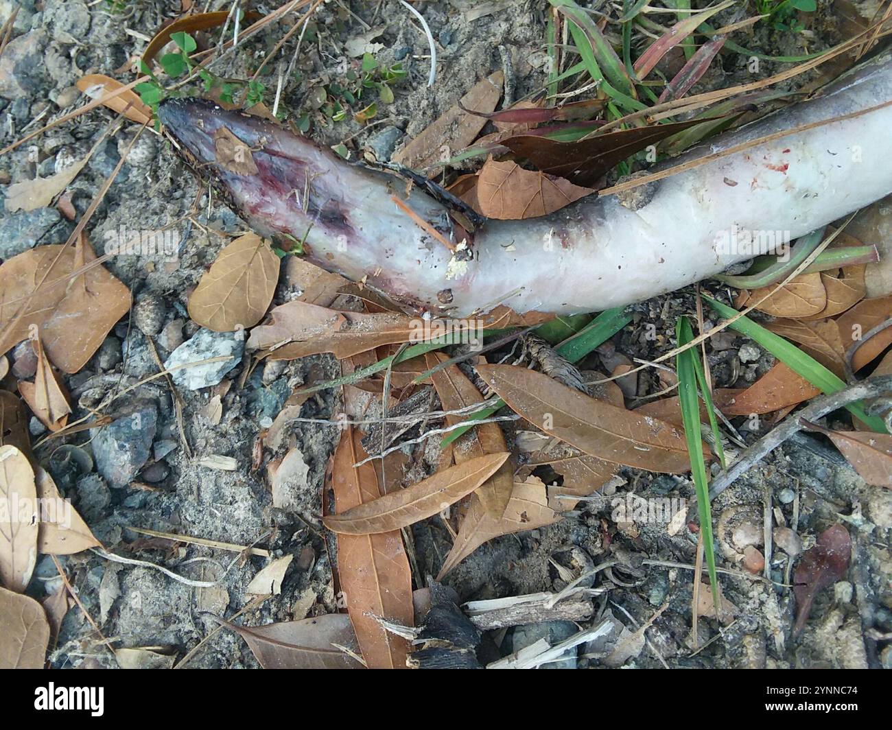American Eel (Anguilla rostrata Stock Photo - Alamy