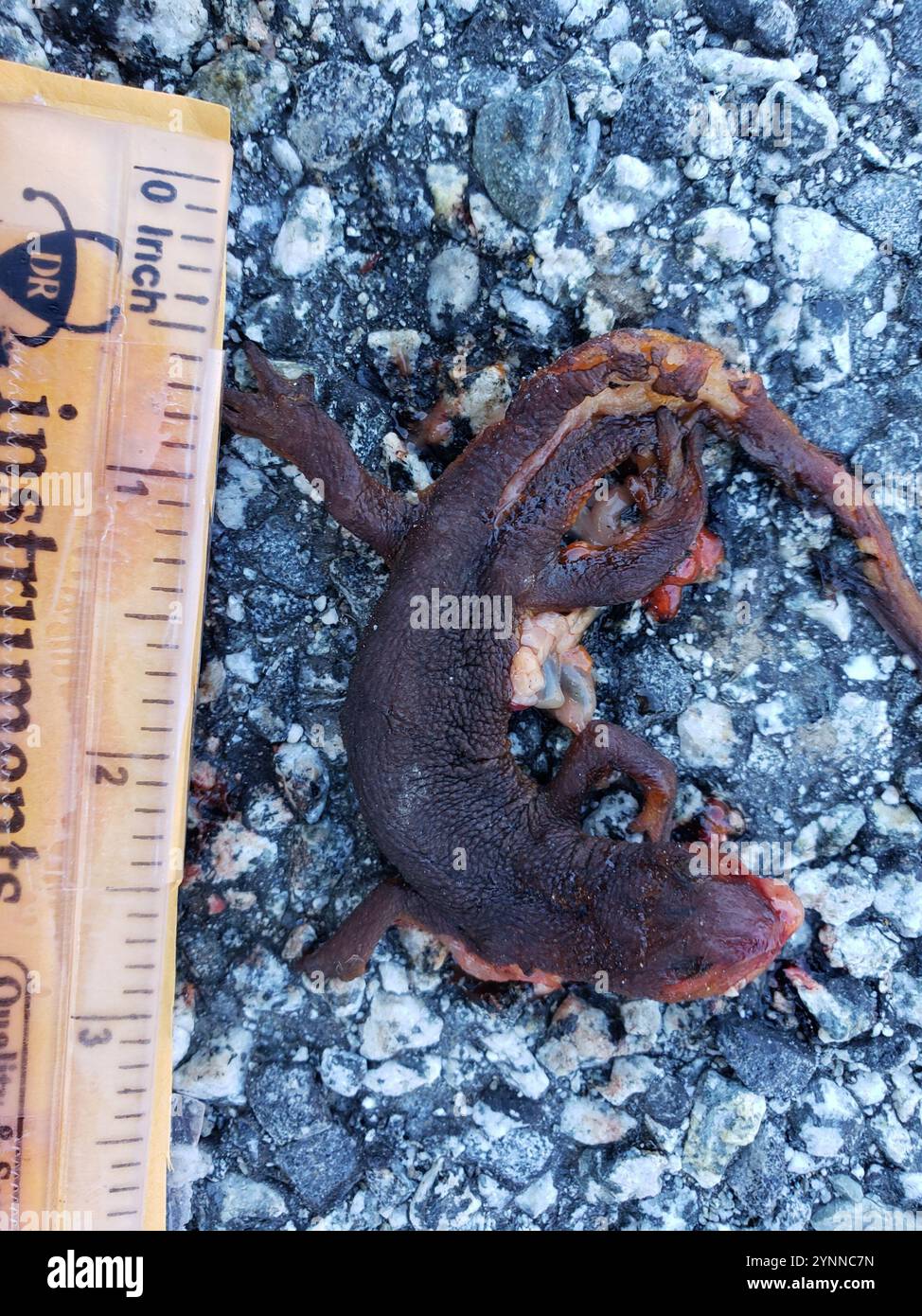 Pacific Newts (Taricha Stock Photo - Alamy