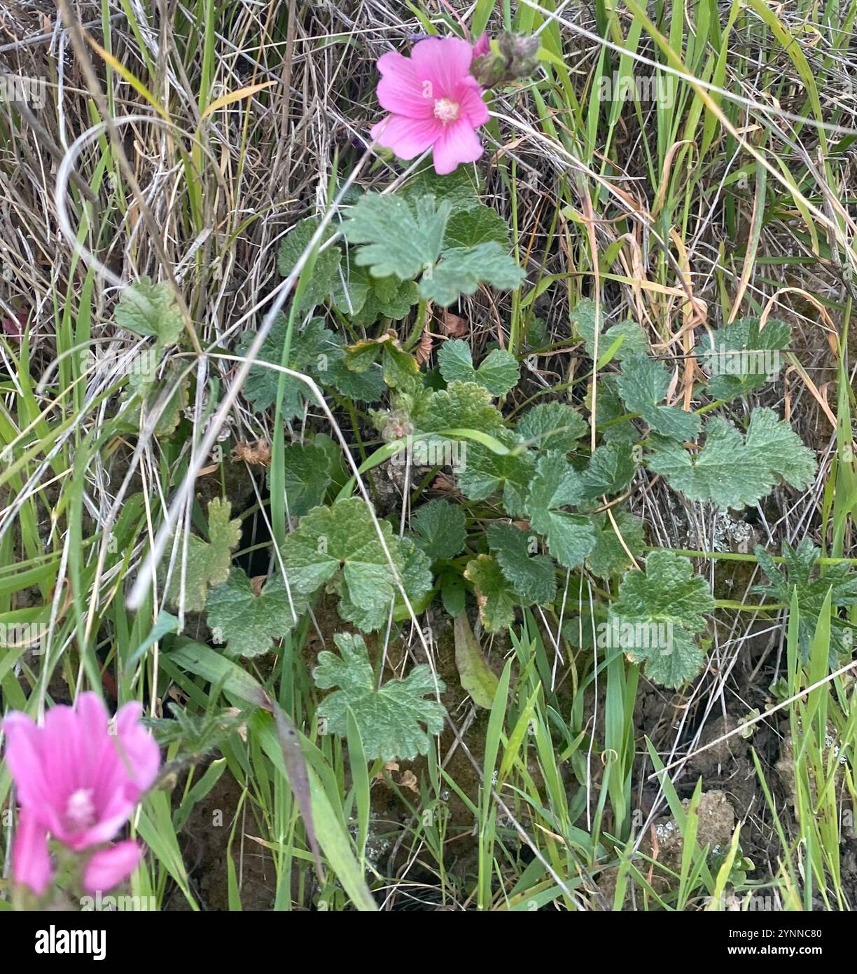 checkerbloom (Sidalcea malviflora Stock Photo - Alamy