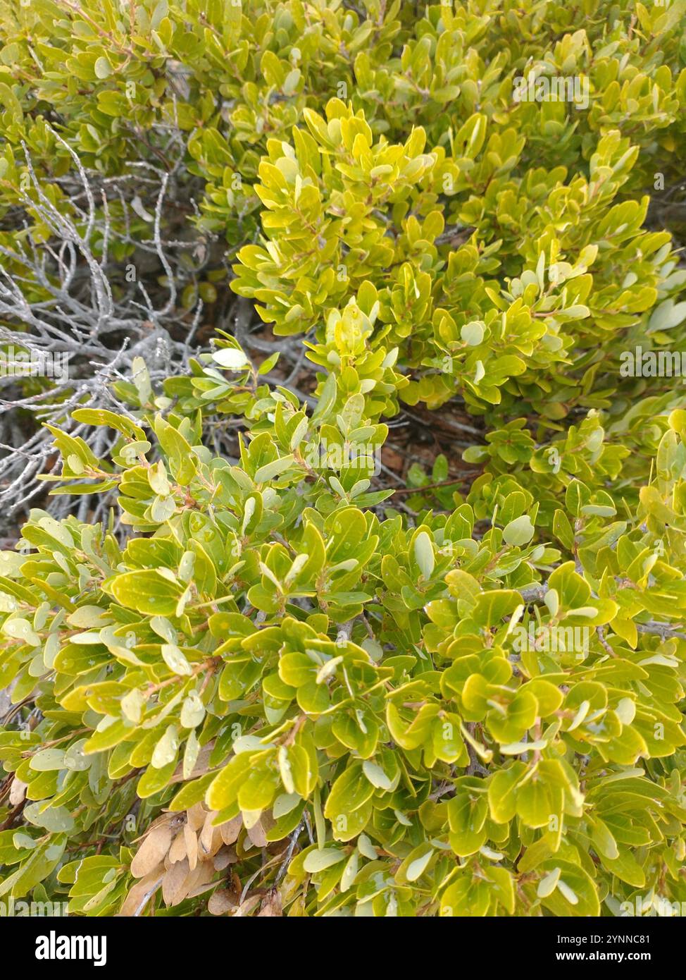 huckleberry oak (Quercus vacciniifolia Stock Photo - Alamy