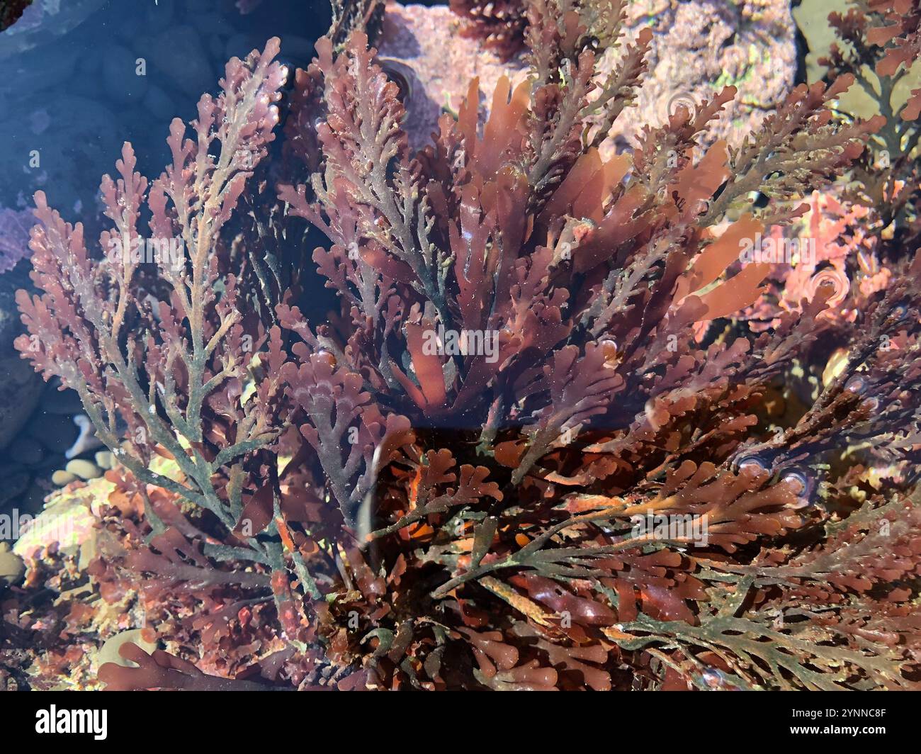 sea laurel (Osmundea spectabilis Stock Photo - Alamy