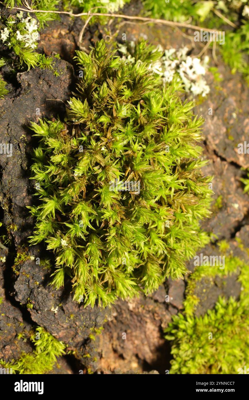 Wood Bristle-moss (Lewinskya affinis Stock Photo - Alamy