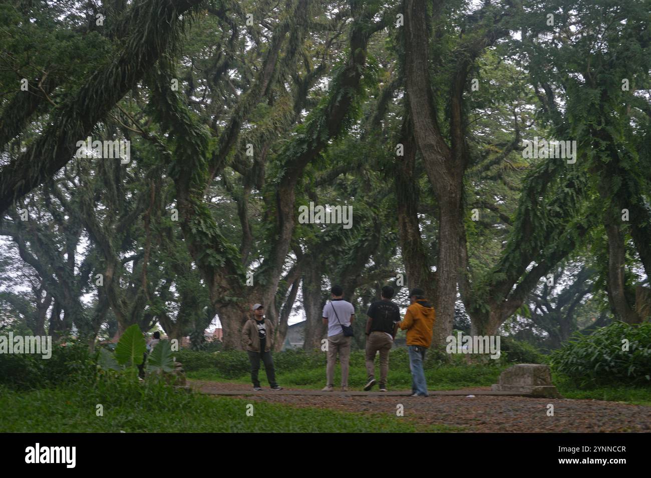 Trembesi trees hi-res stock photography and images - Alamy