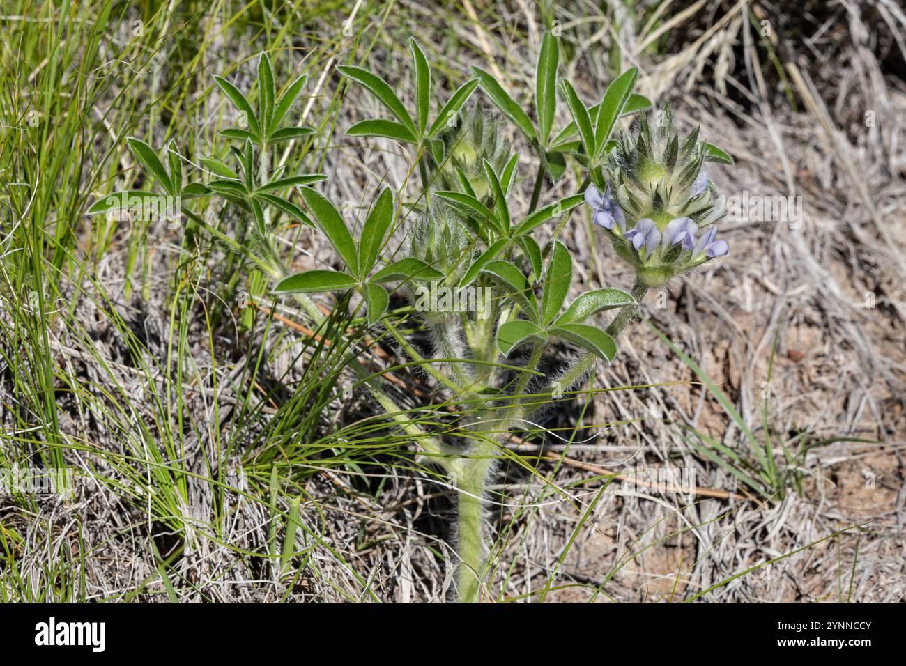 Pediomelum esculentum hi-res stock photography and images - Alamy